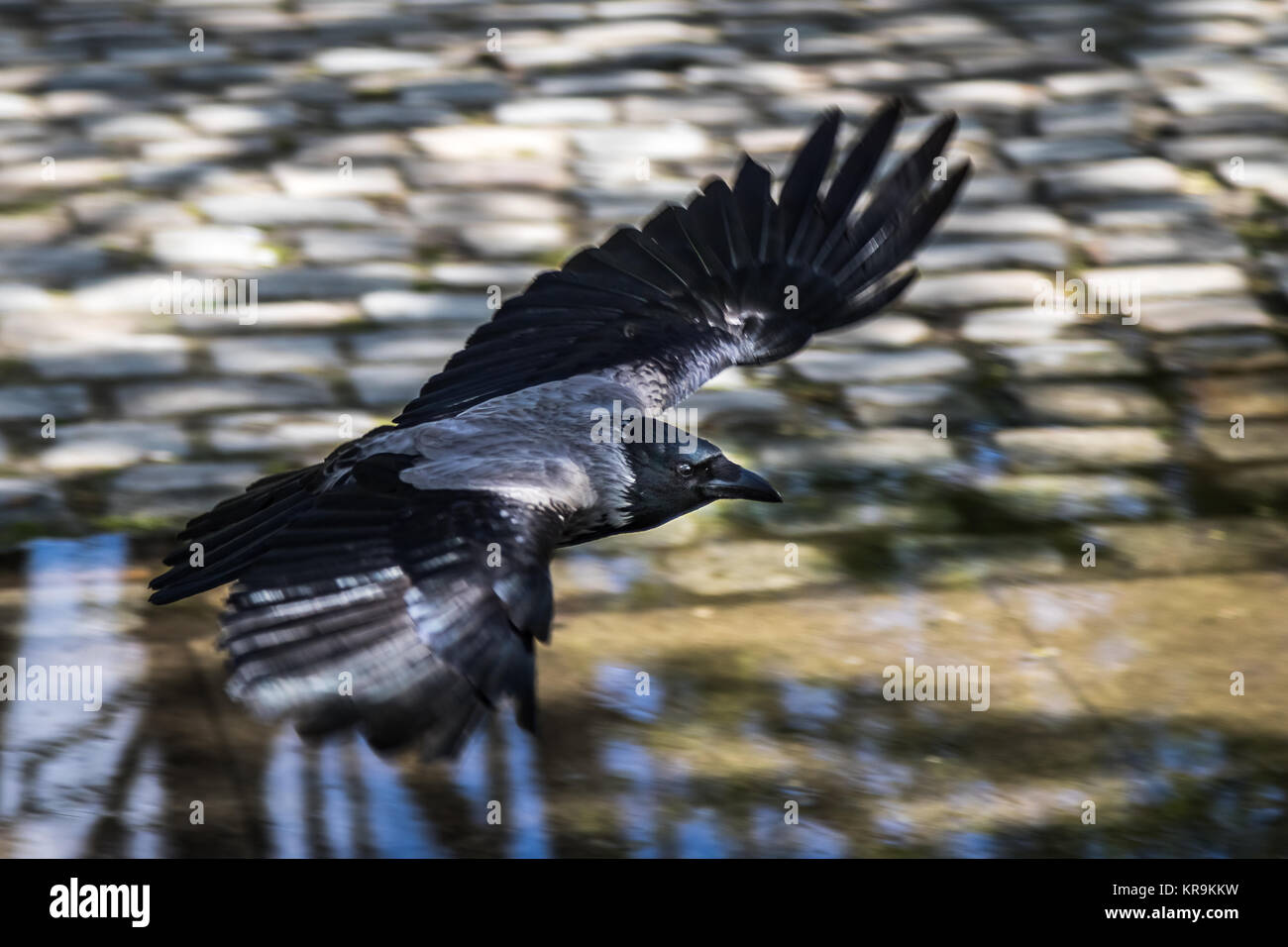 Crow bird birds hi-res stock photography and images - Alamy