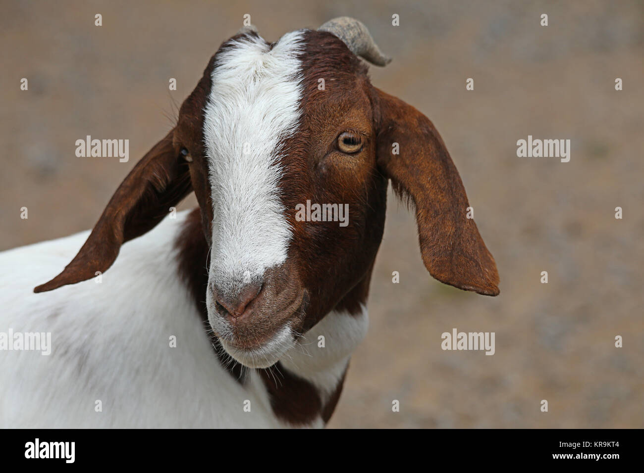Boer goat africa hi-res stock photography and images - Alamy