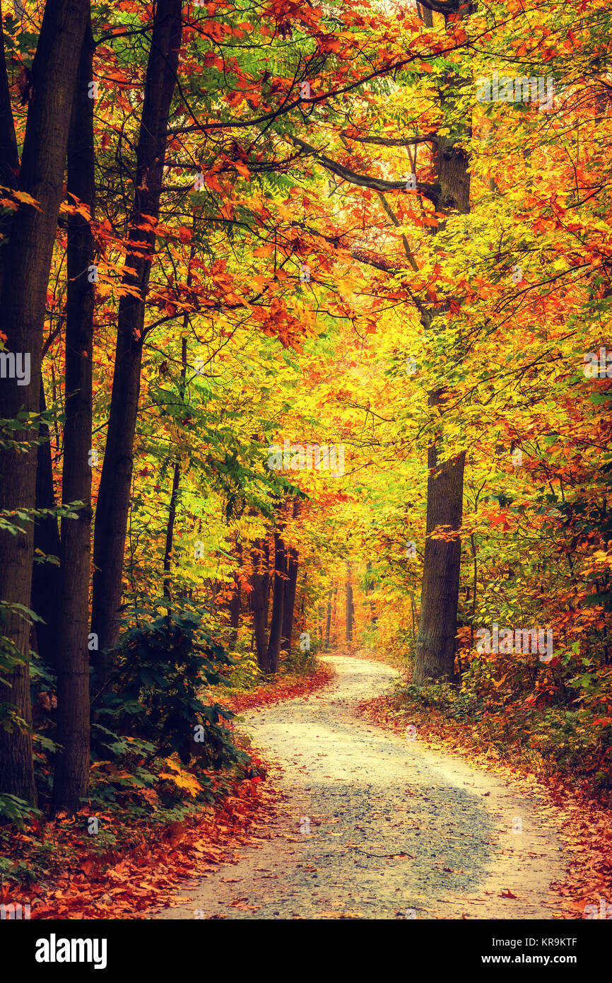 Bright autumn forest Stock Photo - Alamy