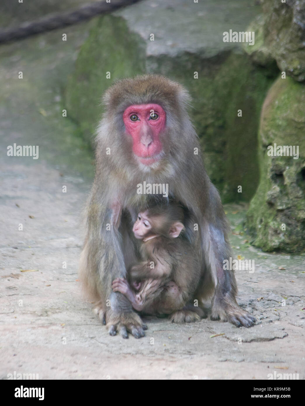 baby monkey with mother monkey zoo Africa mammal animal Stock Photo - Alamy