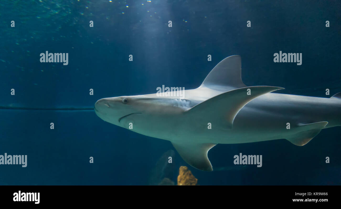 Dangerous Shark Underwater Cuba Caribbean Sea Stock Photo - Alamy