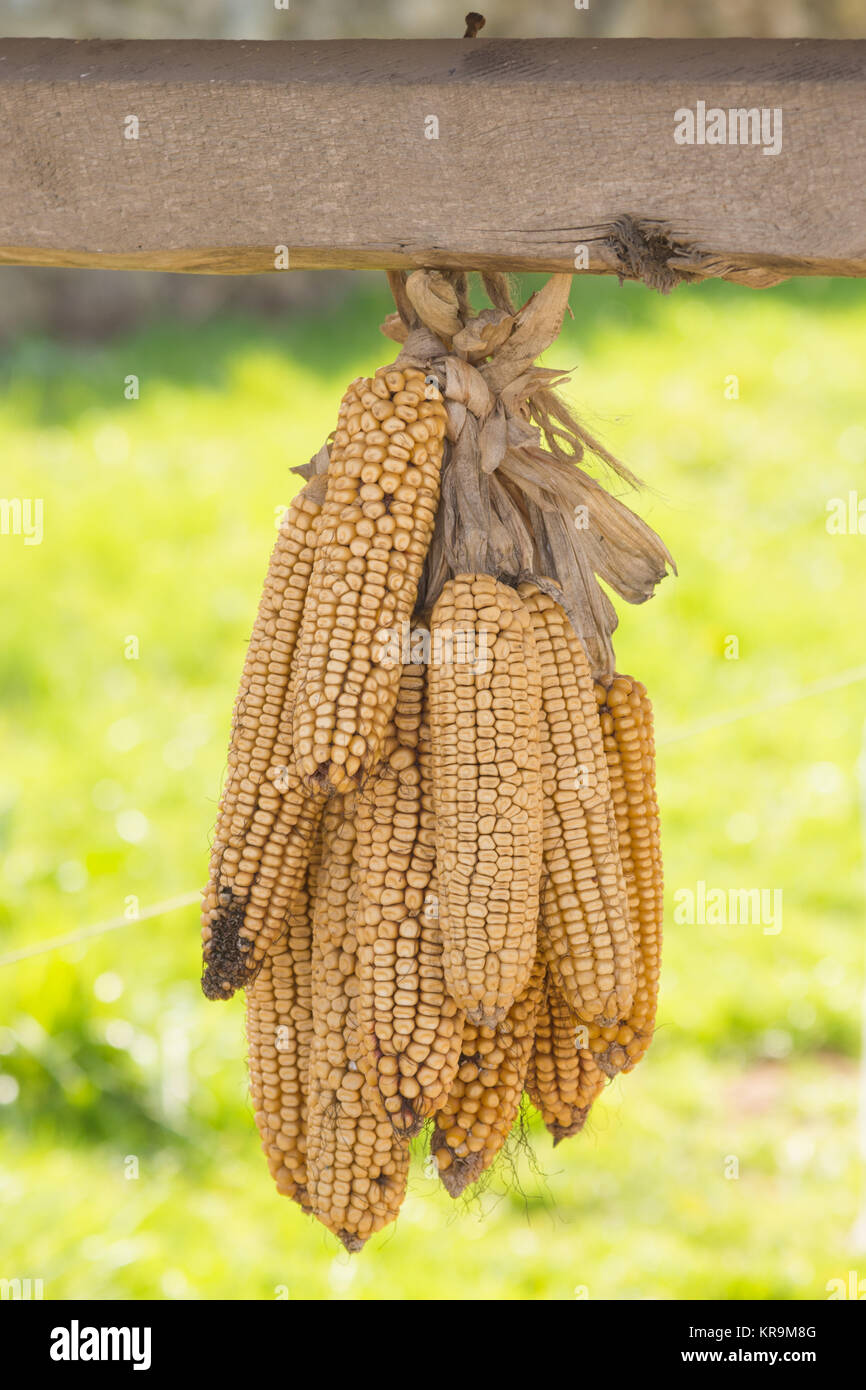 Corn cobs hanging dried on hi-res stock photography and images - Alamy
