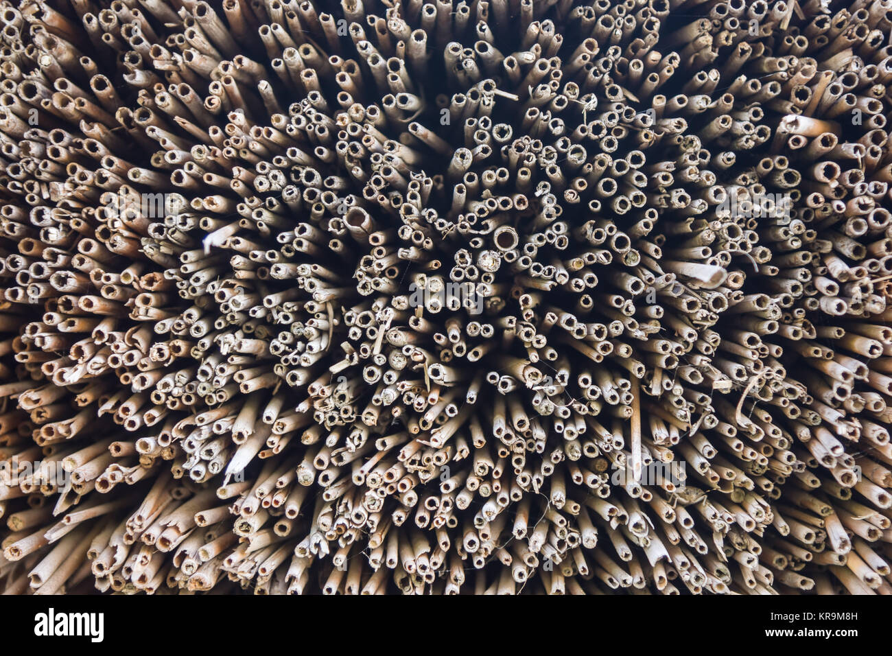 Reed sheaves hi-res stock photography and images - Alamy