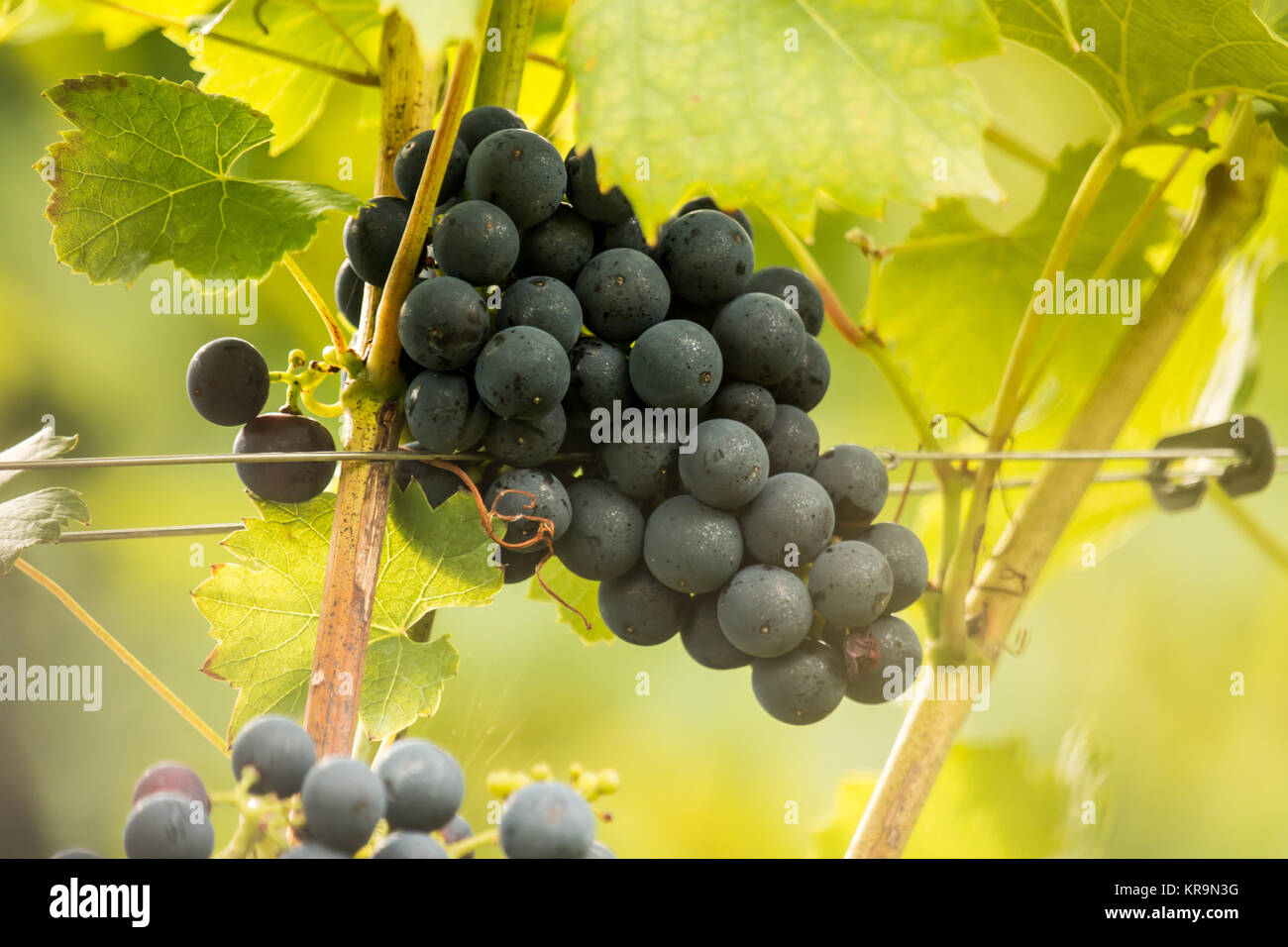 Blaue Weintrauben (Vitis vinifera Stock Photo - Alamy Blaue Weintrauben (Vitis vinifera Stock Photo - Alamy