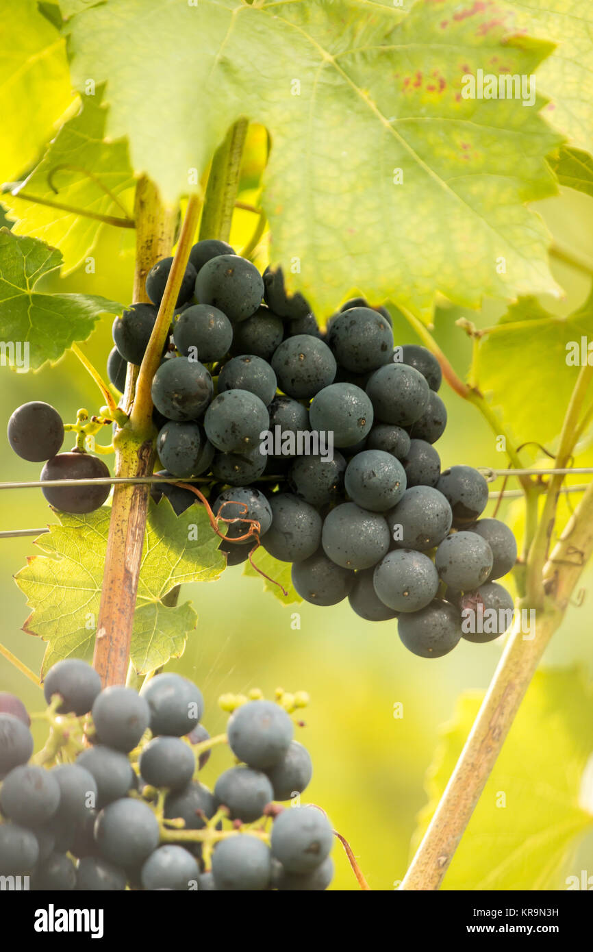 Blaue Weintrauben (Vitis vinifera Stock Photo - Alamy Blaue Weintrauben (Vitis vinifera Stock Photo - Alamy