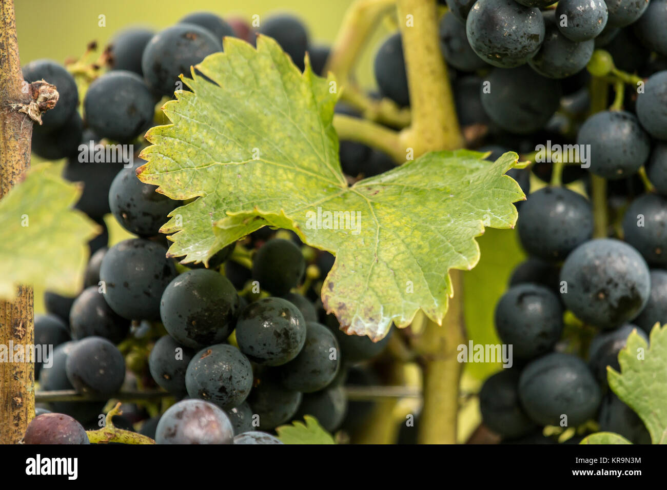 Blaue Weintrauben (Vitis vinifera Stock Photo - Alamy Blaue Weintrauben (Vitis vinifera Stock Photo - Alamy