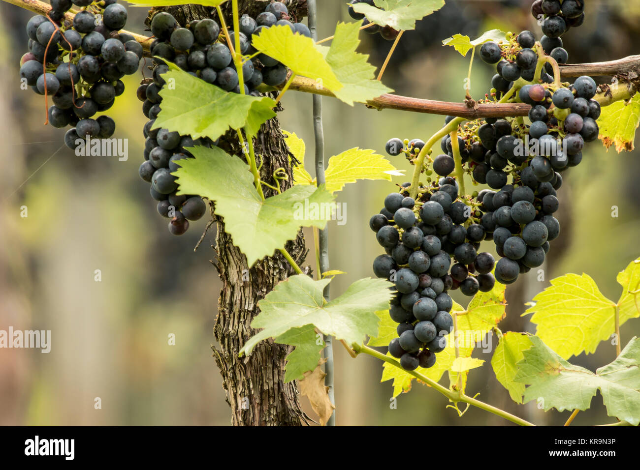 Blaue Weintrauben (Vitis vinifera Stock Photo - Alamy Blaue Weintrauben (Vitis vinifera Stock Photo - Alamy