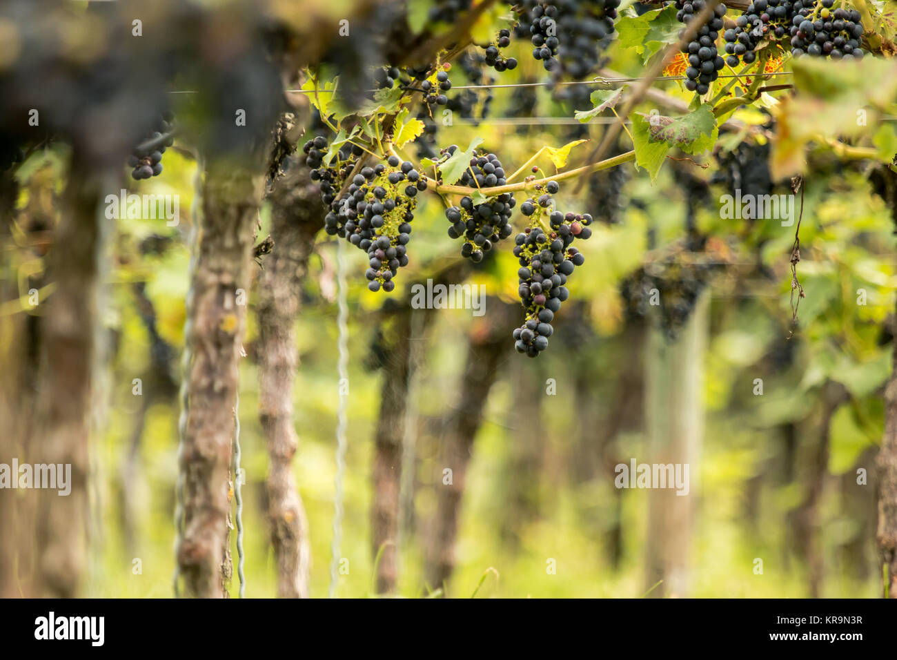 Blaue Weintrauben (Vitis vinifera Stock Photo - Alamy Blaue Weintrauben (Vitis vinifera Stock Photo - Alamy