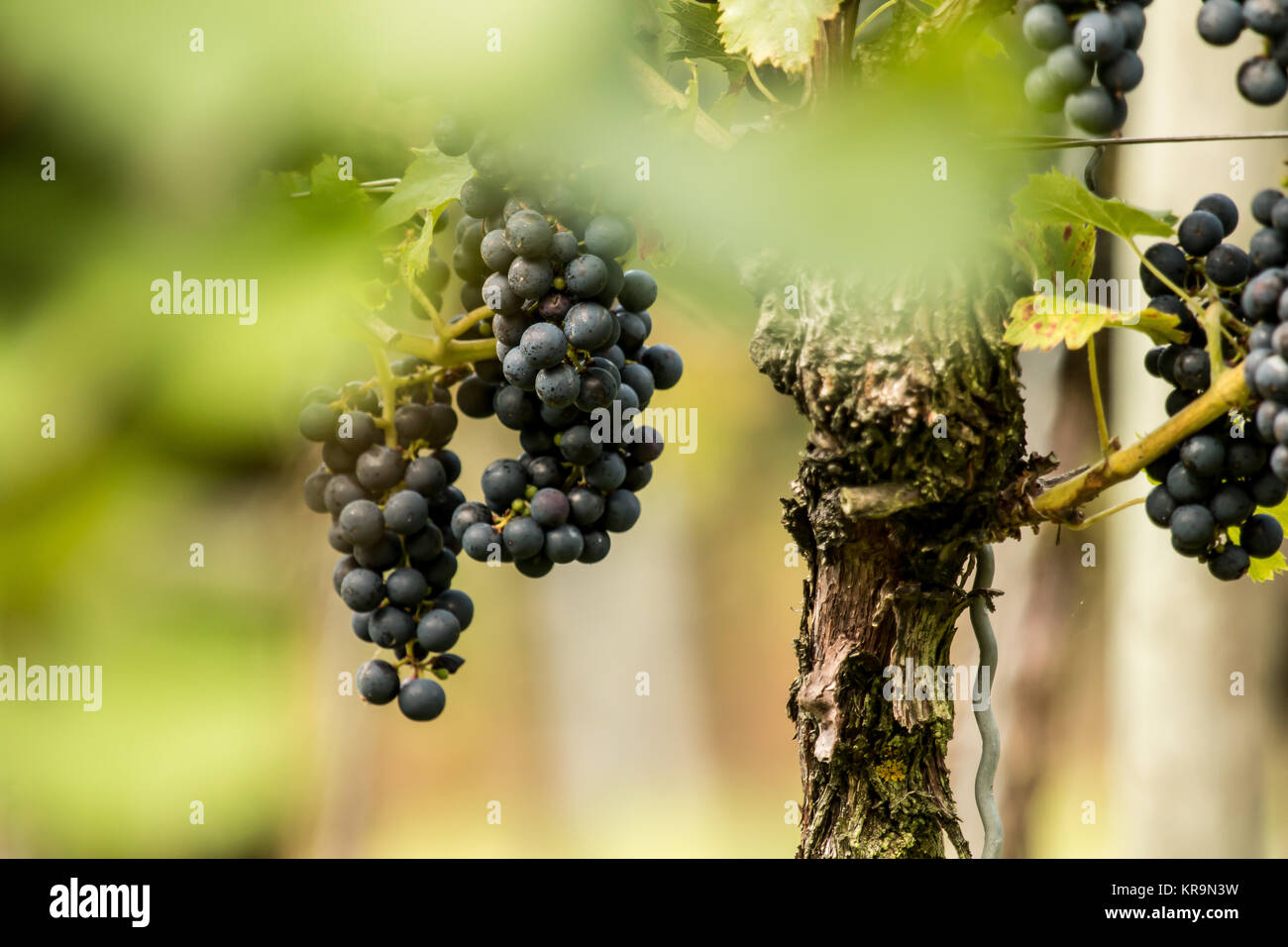 Blaue Weintrauben (Vitis vinifera Stock Photo - Alamy Blaue Weintrauben (Vitis vinifera Stock Photo - Alamy