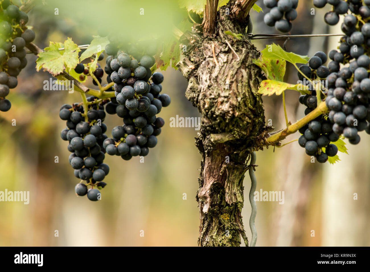 Blaue Weintrauben (Vitis vinifera Stock Photo - Alamy Blaue Weintrauben (Vitis vinifera Stock Photo - Alamy