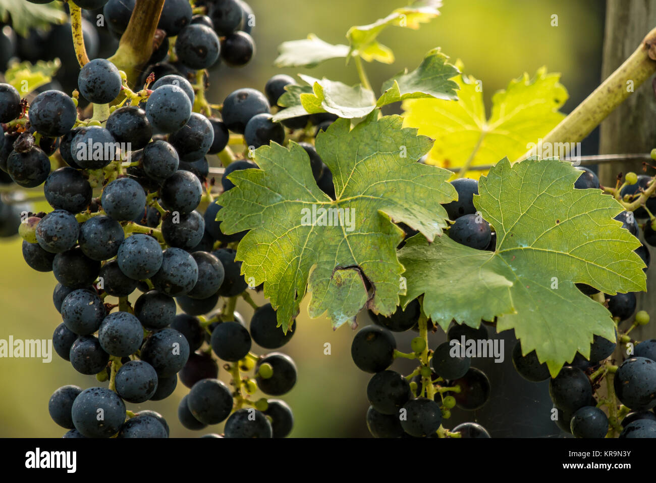 Blaue Weintrauben (Vitis vinifera Stock Photo - Alamy Blaue Weintrauben (Vitis vinifera Stock Photo - Alamy