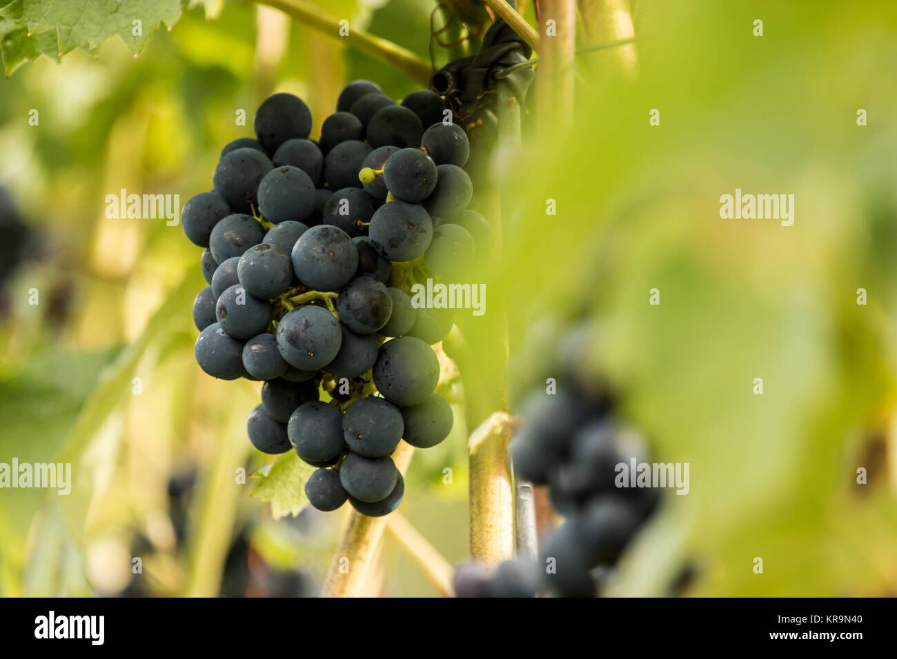 Blaue Weintrauben (Vitis vinifera Stock Photo - Alamy Blaue Weintrauben (Vitis vinifera Stock Photo - Alamy