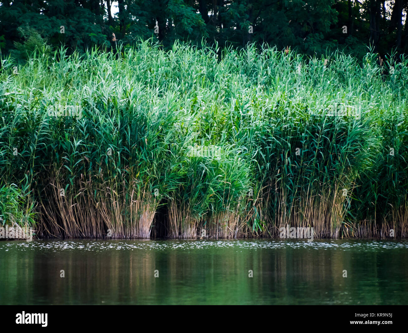 A river lined with reed, widescreen, with trees Stock Photo - Alamy