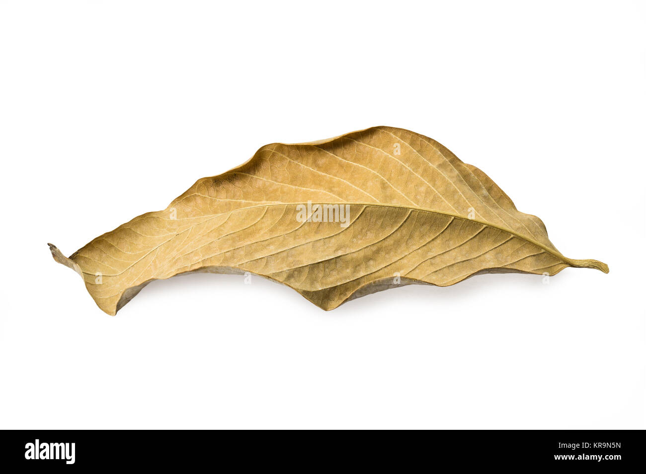 Macro view dry autumn Cut Out Stock Images & Pictures - Alamy