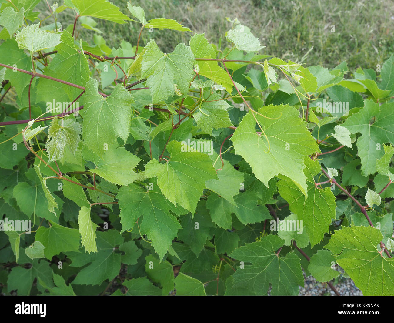 Vitis (Grapevine) plant Stock Photo - Alamy