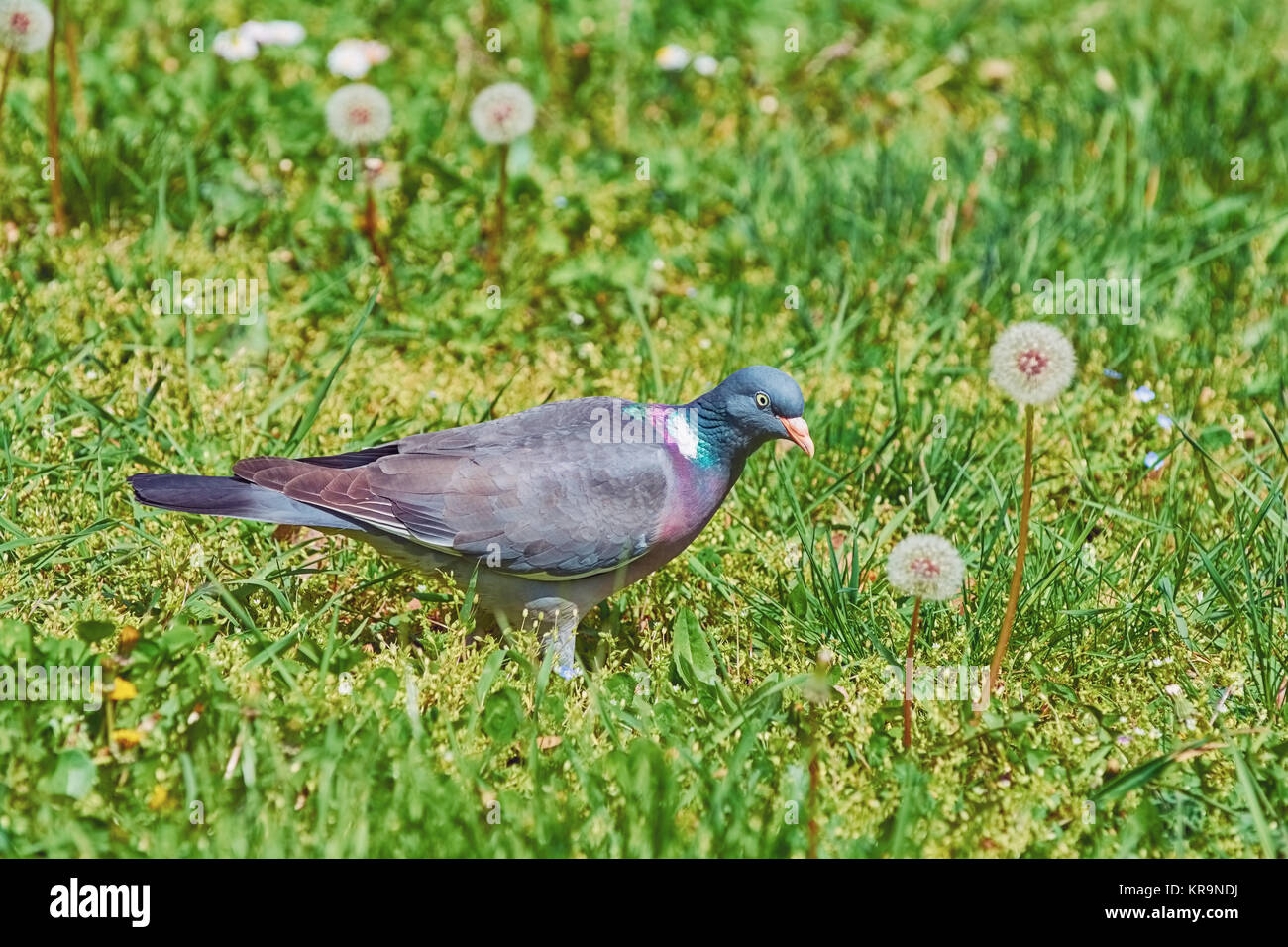 Wood pigeon fauna hi-res stock photography and images - Alamy