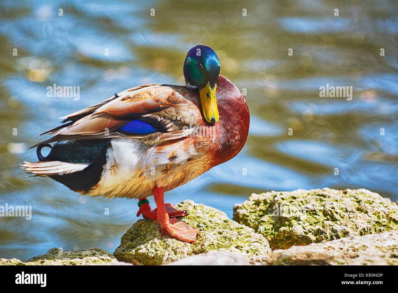 Duck on the Rock Stock Photo - Alamy