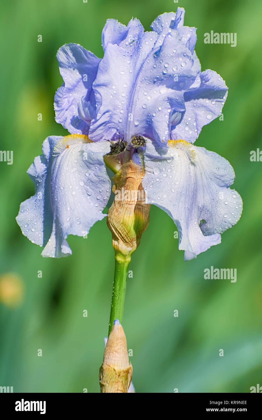 Showy iris hi-res stock photography and images - Alamy