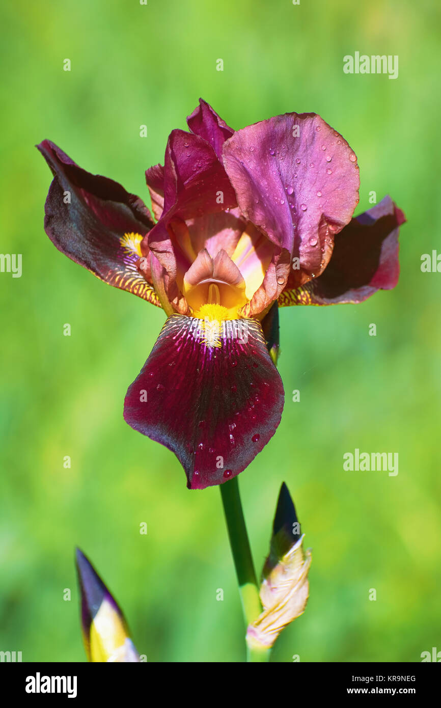 Iris of Burgundy Color Stock Photo - Alamy