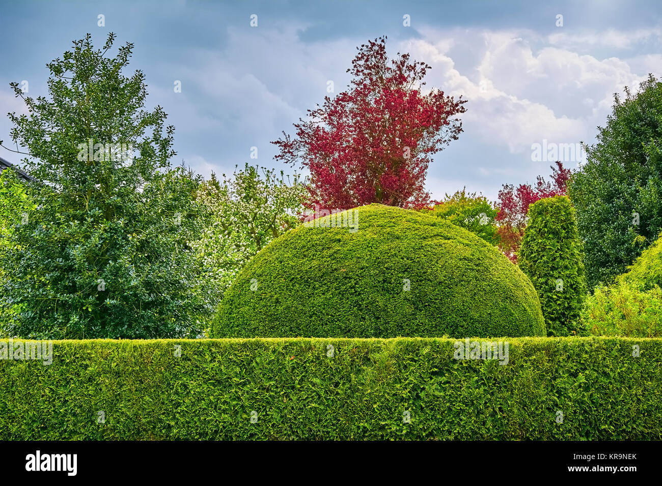 Round Shape Bush Stock Photo - Alamy