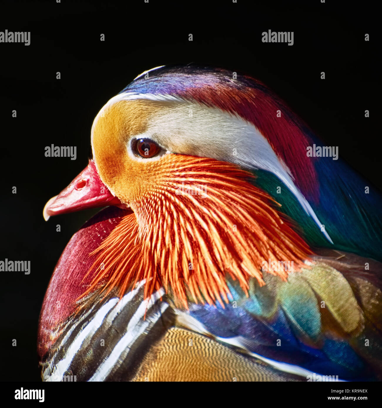 Portrait of Mandarin Duck Stock Photo - Alamy