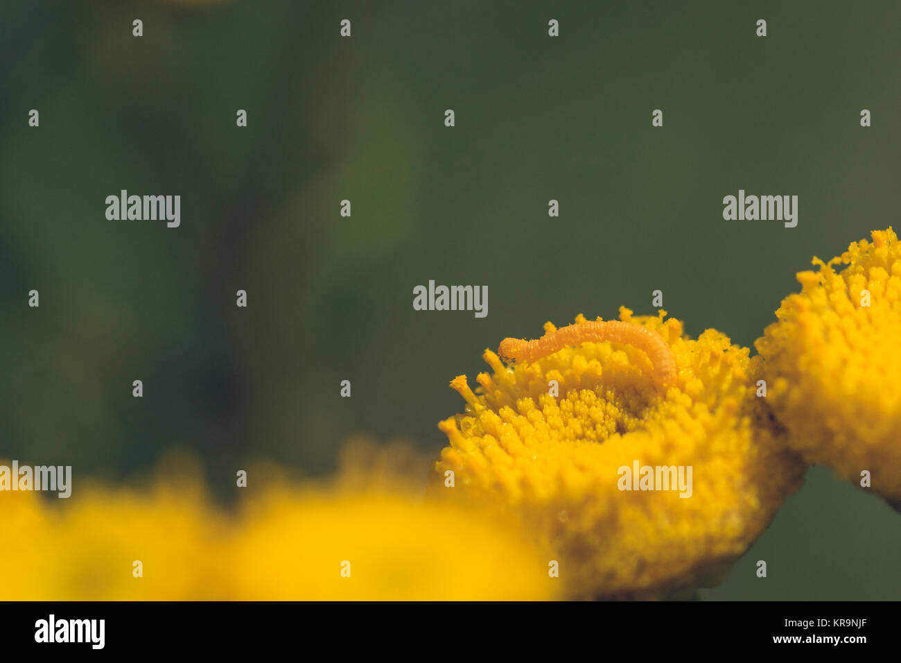 Inch worm hi-res stock photography and images - Alamy