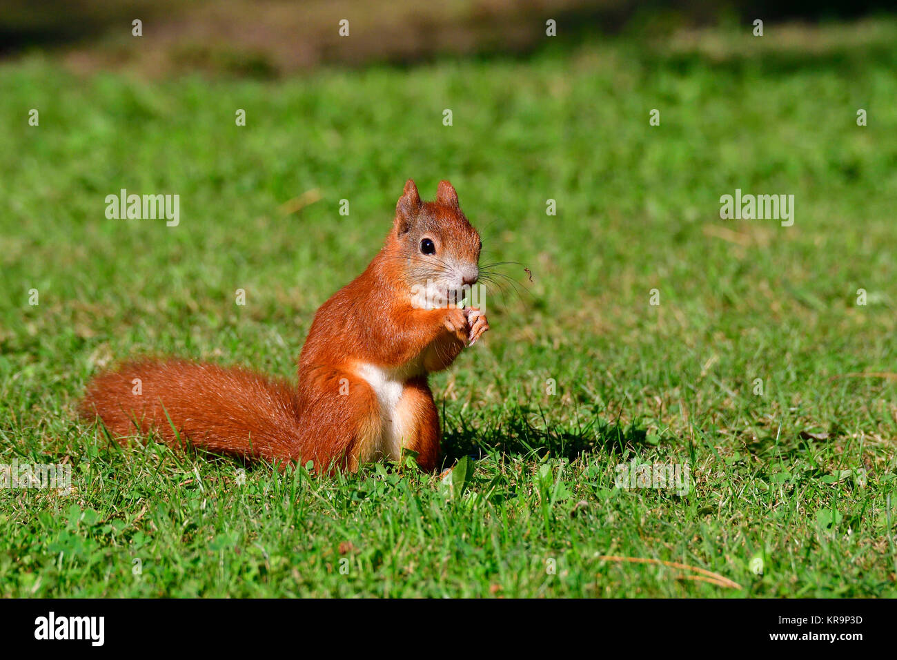 squirrel in the evening sun Stock Photo - Alamy