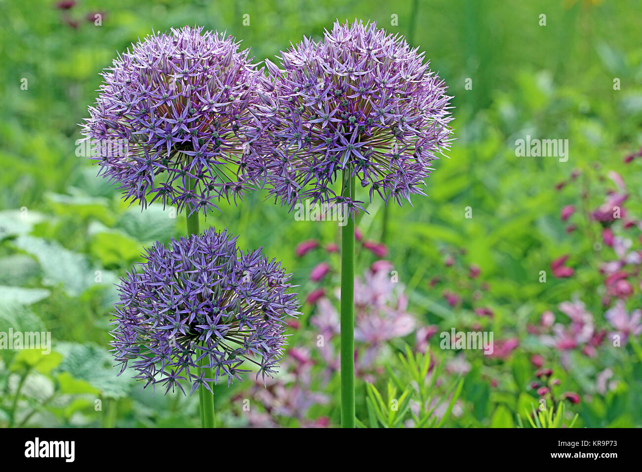 three flower balls star ball allium christophii Stock Photo - Alamy
