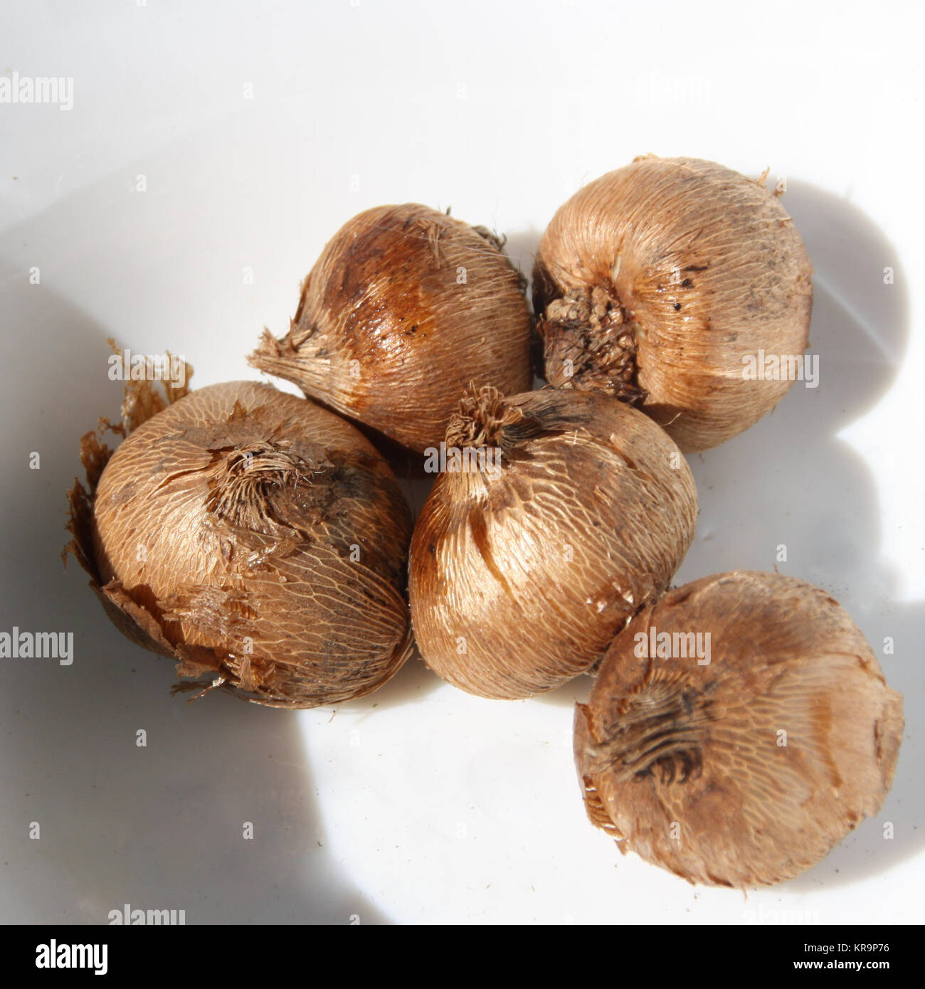 crocus king of striped Stock Photo - Alamy