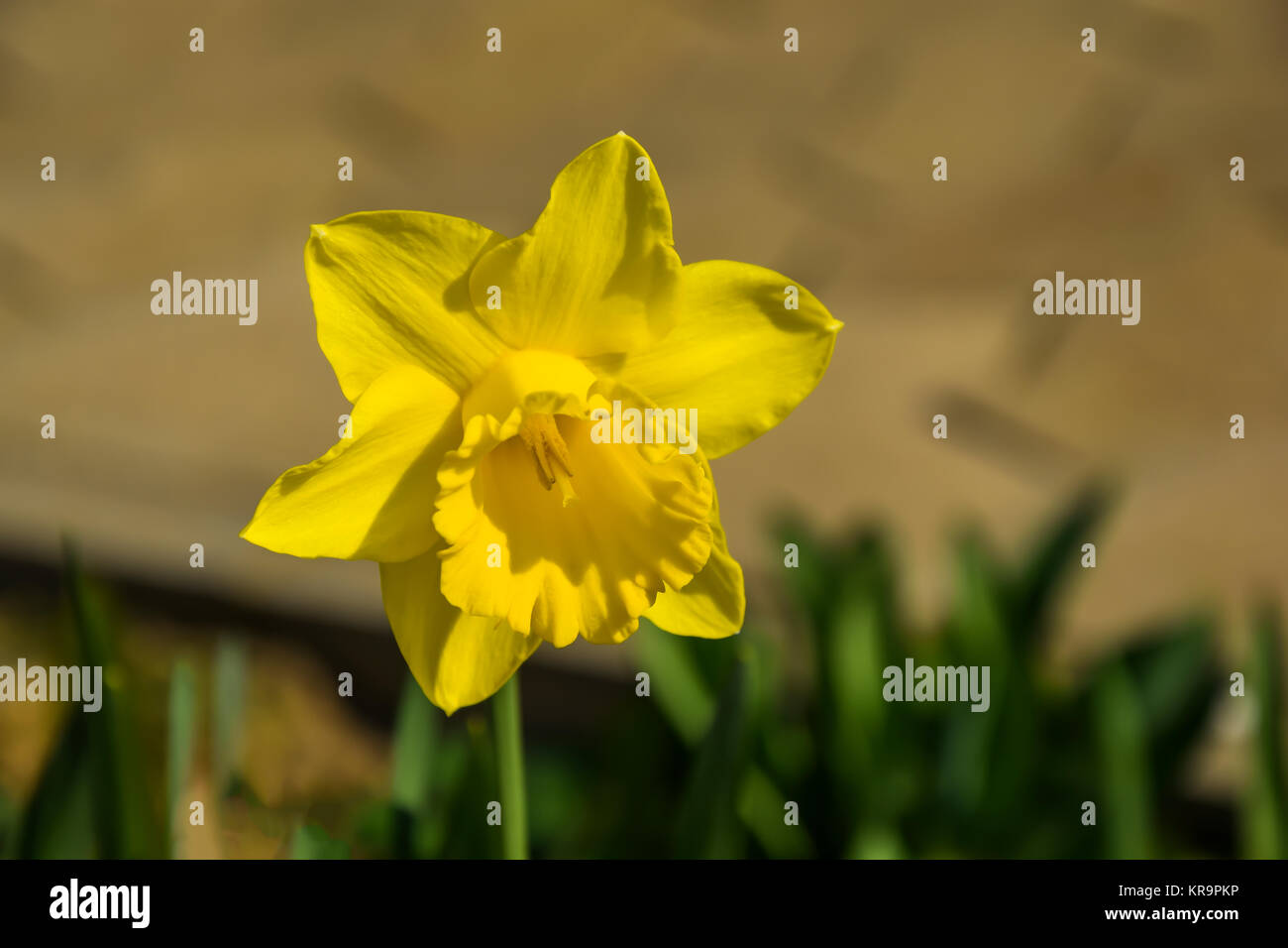Photo of yellow daffodil hi-res stock photography and images - Alamy
