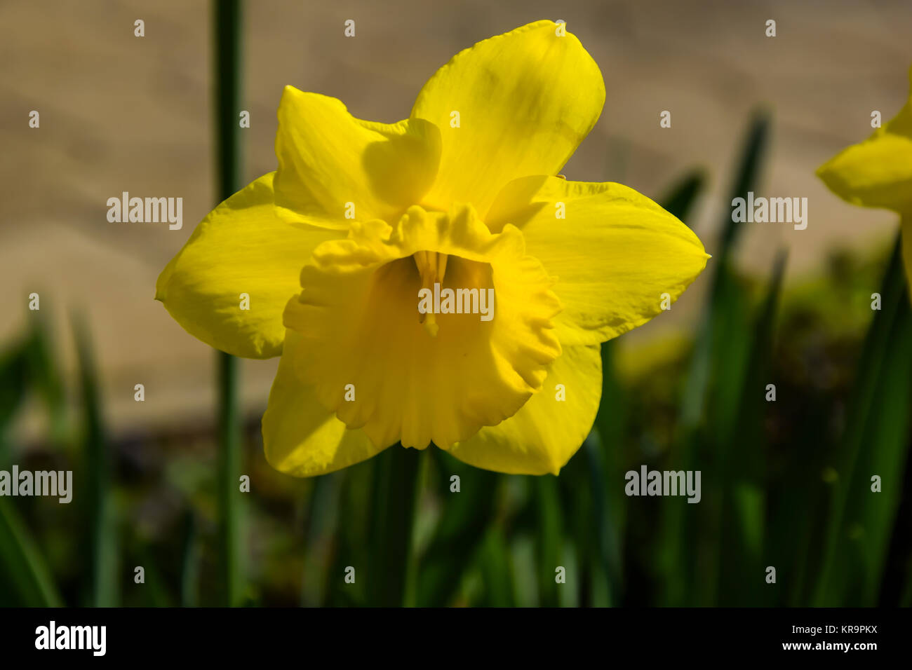 Photo of yellow daffodil hi-res stock photography and images - Alamy