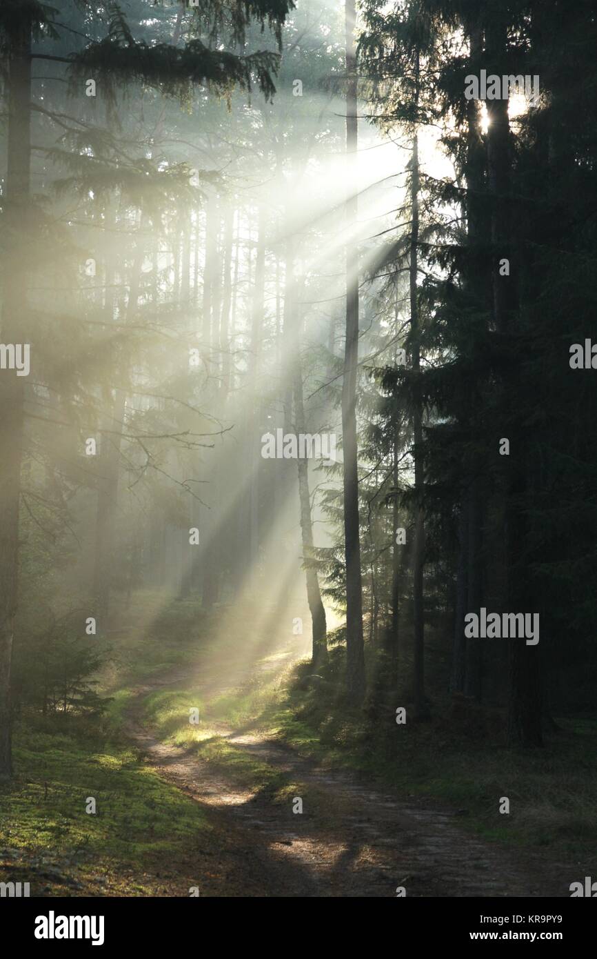 translucent sun through the branches of trees Stock Photo - Alamy