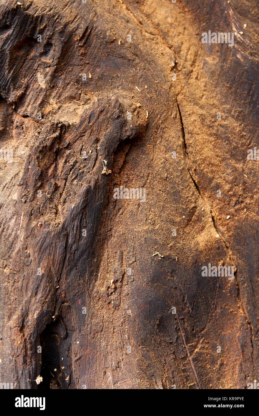 interior rotten trunk Stock Photo - Alamy