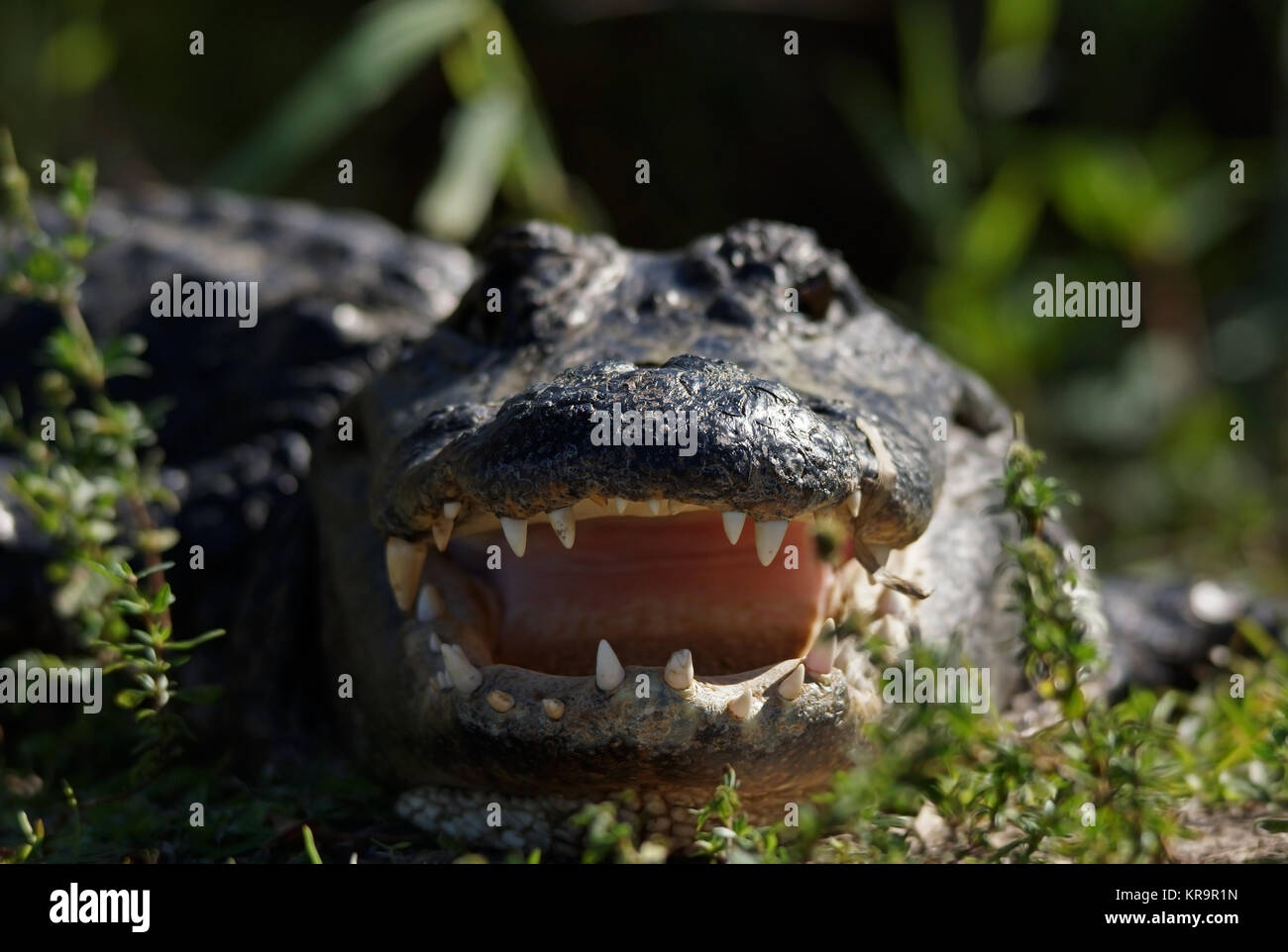 Muzzle Alligator Crocodile Stock Photos & Muzzle Alligator Crocodile ...