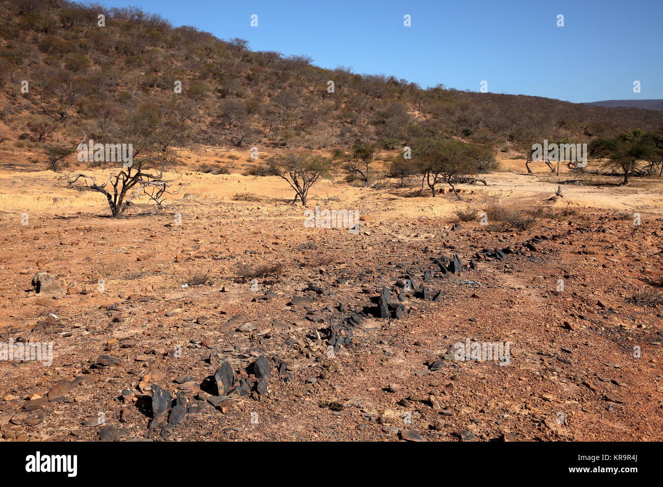 the caatinga landscape in brazil Stock Photo - Alamy