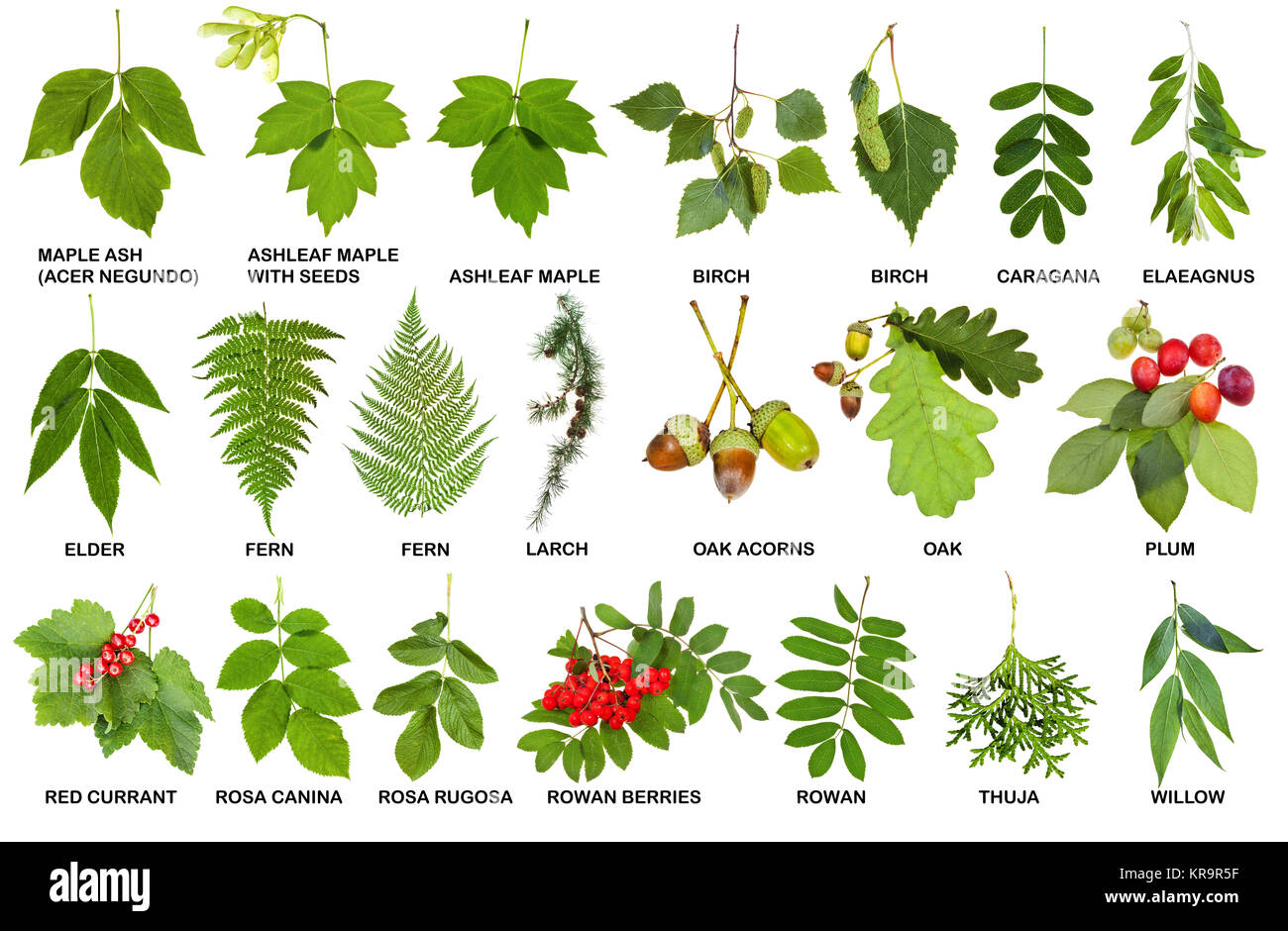 collection of natural fresh twigs with leaves Stock Photo - Alamy