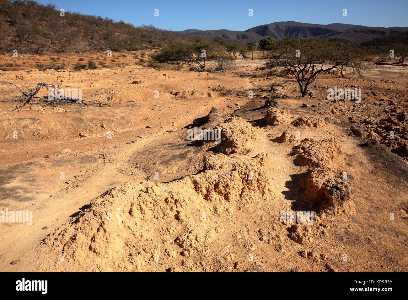 the caatinga landscape in brazil Stock Photo - Alamy