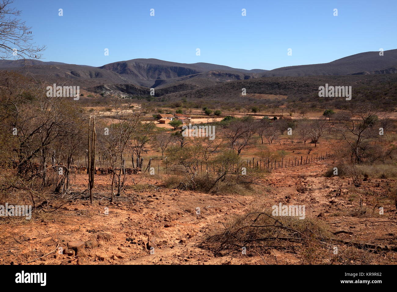 the caatinga landscape in brazil Stock Photo - Alamy