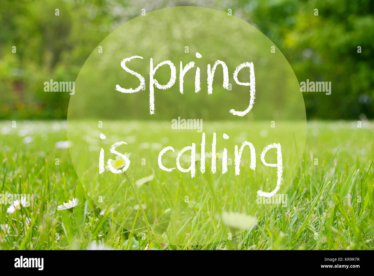 Gras Meadow, Daisy Flowers, Text Spring Is Calling Stock Photo - Alamy