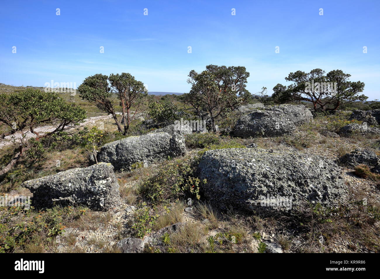 the caatinga landscape in northeast brazil Stock Photo - Alamy