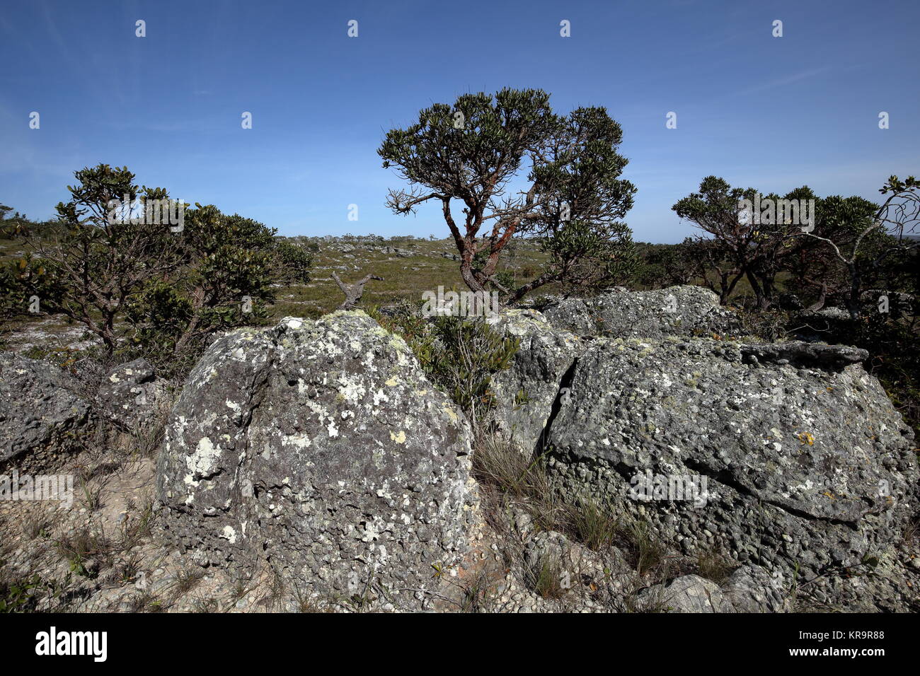 the caatinga landscape in northeast brazil Stock Photo - Alamy