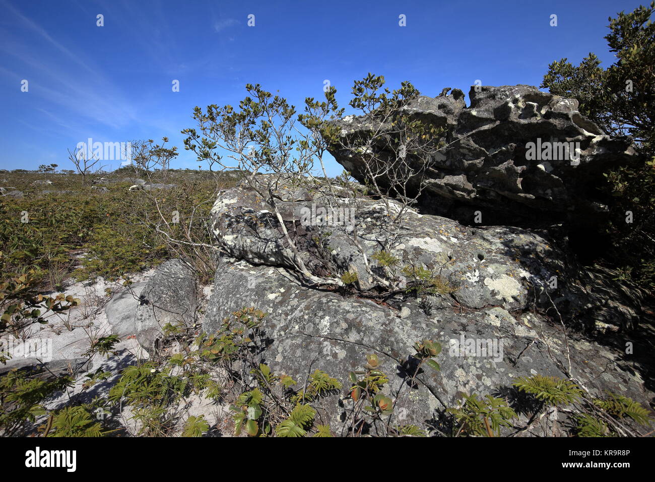 the caatinga landscape in northeast brazil Stock Photo - Alamy