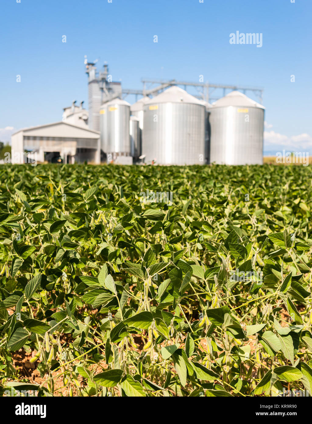 Soybean field. In the background, blurred a drying plant and silos ...