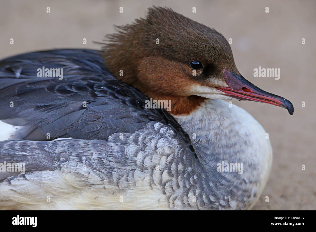 goosander mergus merganser Stock Photo - Alamy