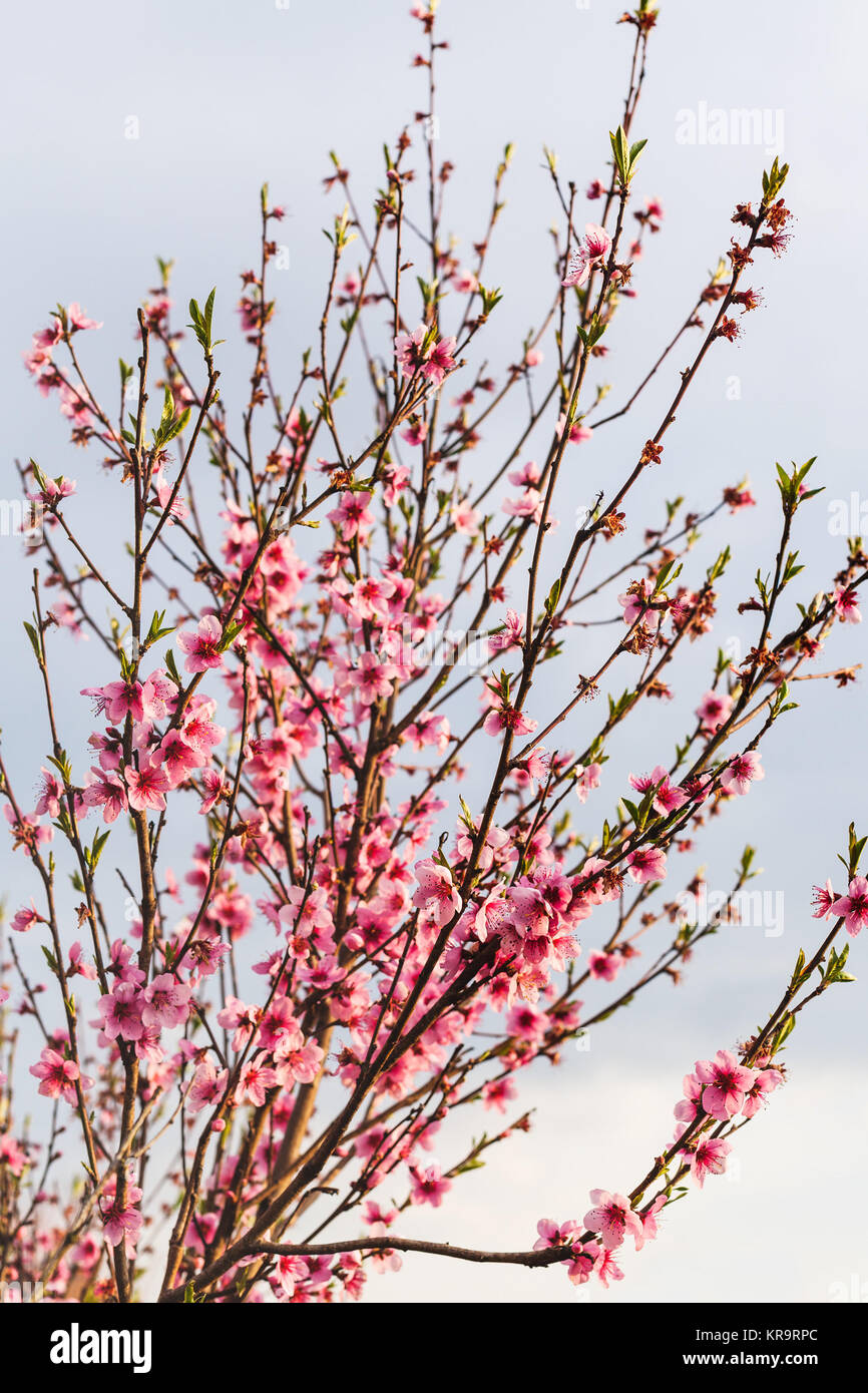 pink blossoms of peach tree in spring evening Stock Photo - Alamy