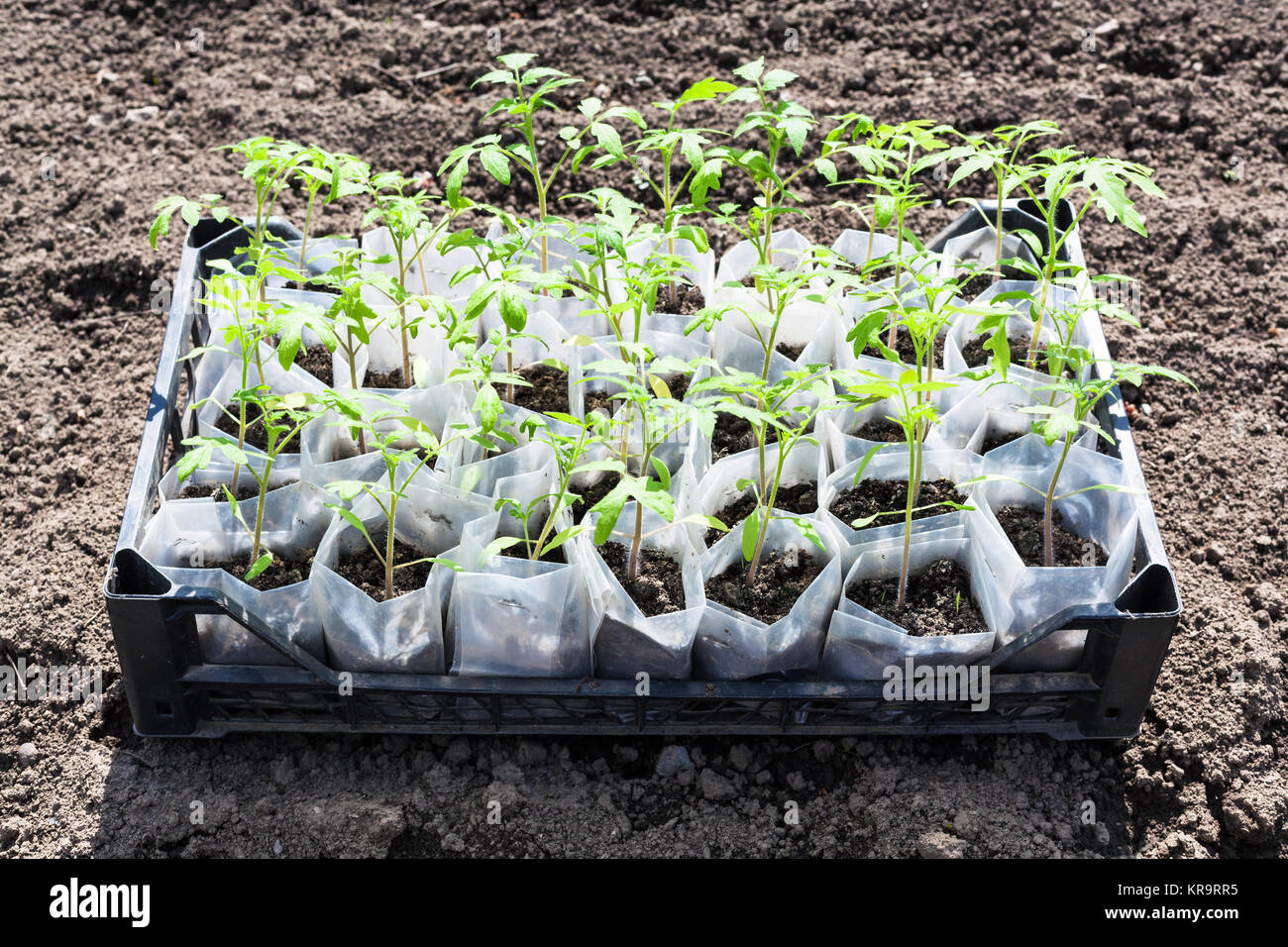 box with young green sprouts of tomato plant Stock Photo - Alamy