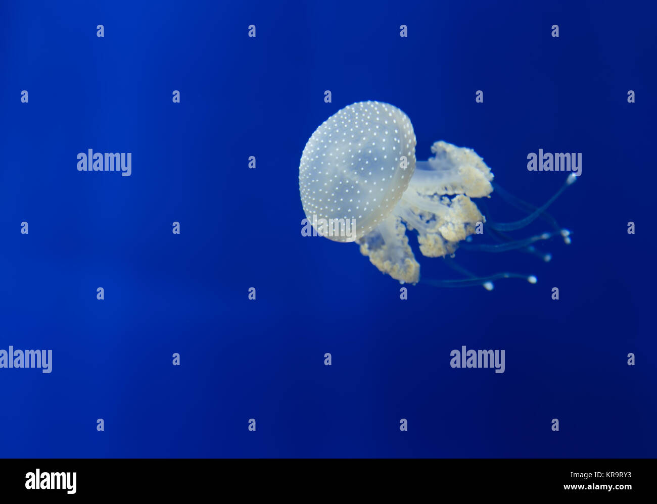 medusa jellyfish underwater diving photo egypt red sea Stock Photo - Alamy