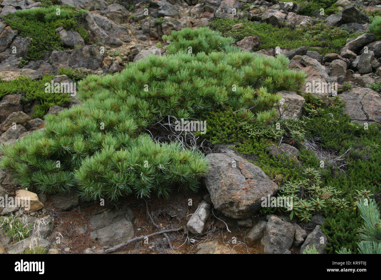 Kunasir Kurils islands Rocks Russia Stock Photo - Alamy