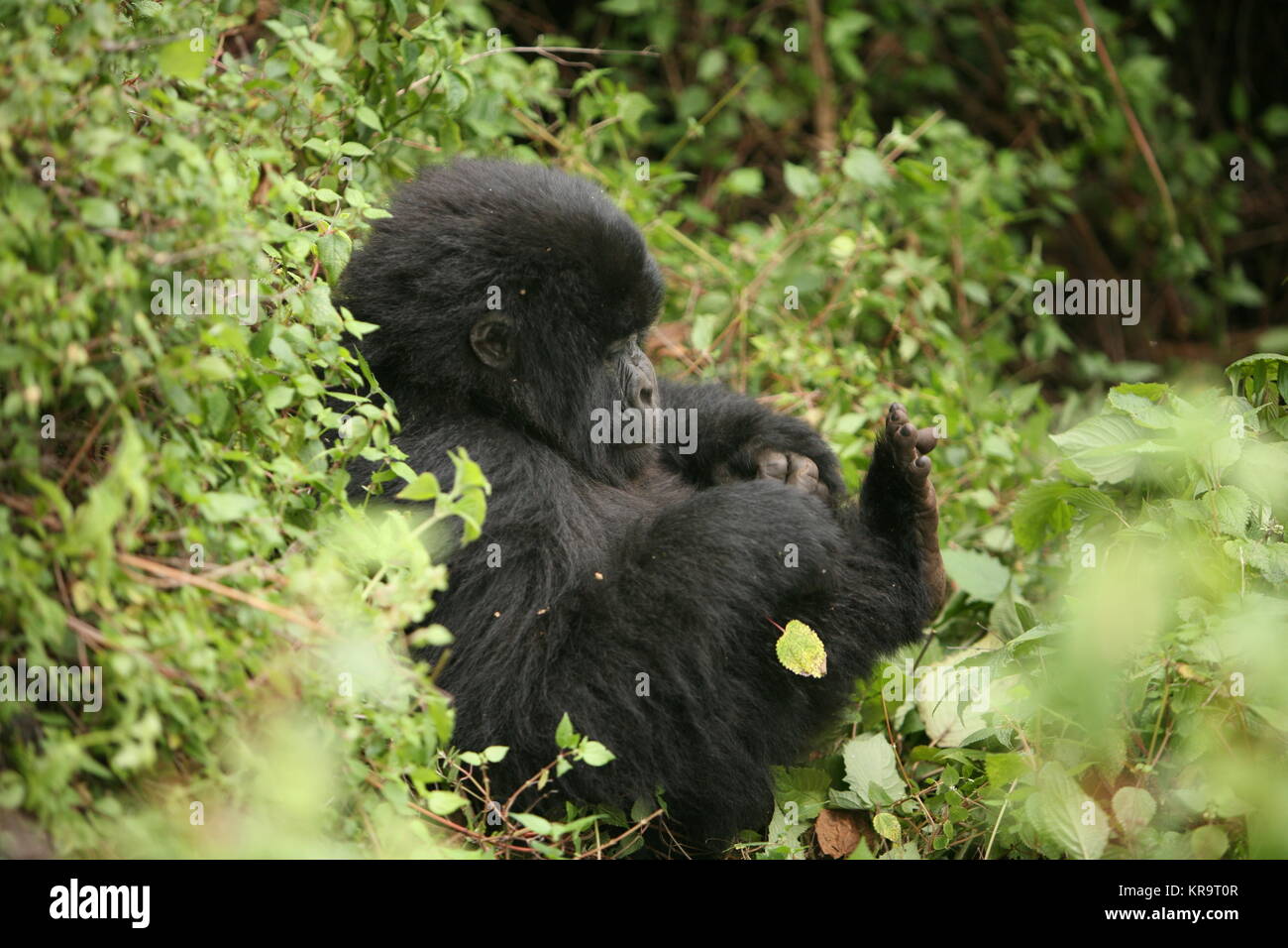 Wild Gorilla animal Rwanda Africa tropical Forest Stock Photo - Alamy