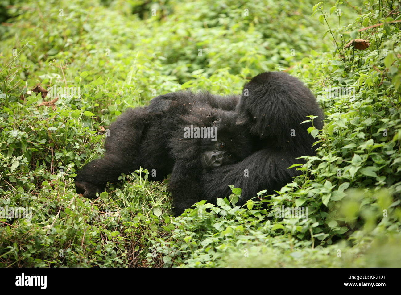 Wild Gorilla animal Rwanda Africa tropical Forest Stock Photo - Alamy